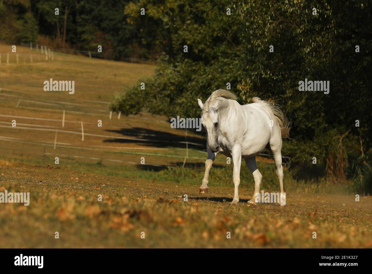 Lipizzan horse hi-res stock photography and images - Alamy