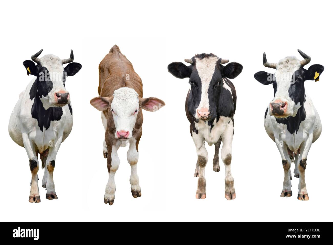 Cow cows cattle dairy close up Cut Out Stock Images & Pictures - Alamy