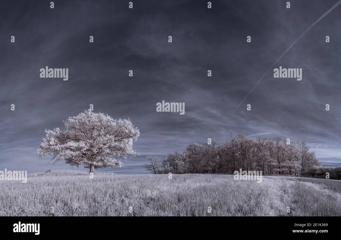 infrared photography - ir photo of landscape with tree under sky with ...