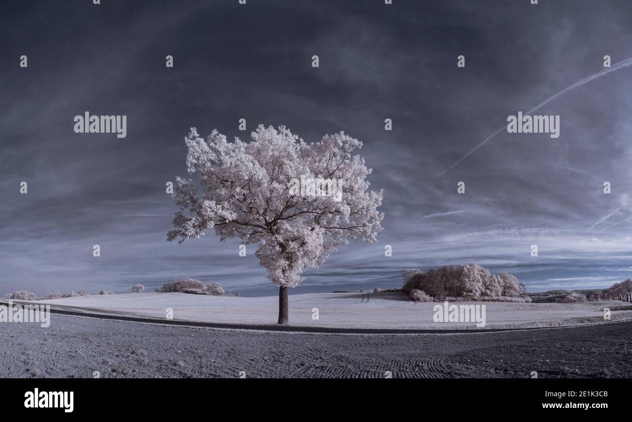infrared photography - ir photo of landscape with tree under sky with ...