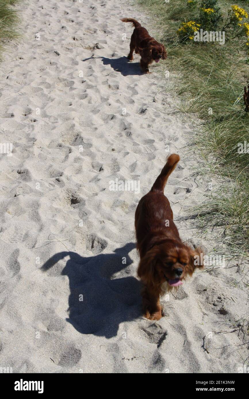 Cavalier King Charles Spaniel running on sand Stock Photo - Alamy