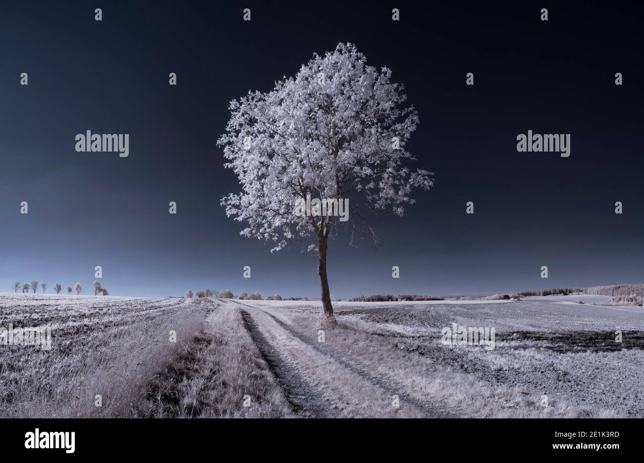 infrared photography - ir photo of landscape with tree under sky with ...