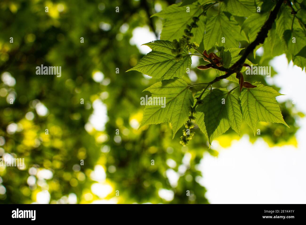 Green leaves on tree branch macro Stock Photo - Alamy