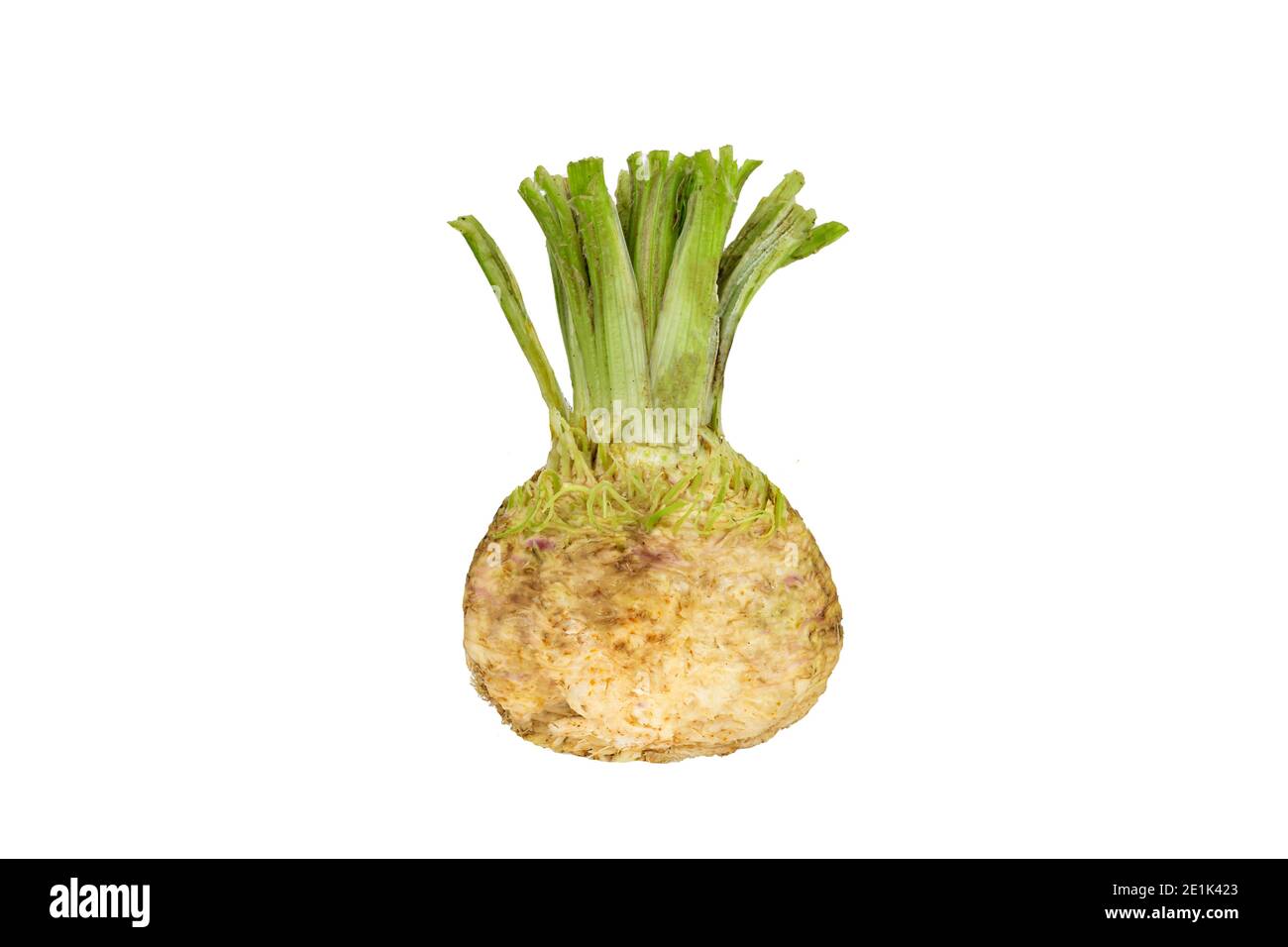 fresh organic celeriac celery root isolated on white background Stock ...
