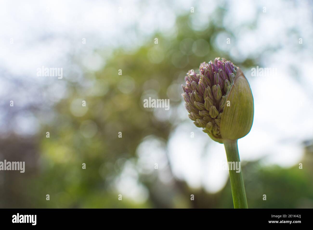 Budding flower hi-res stock photography and images - Alamy