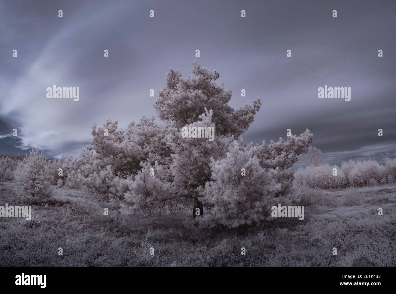 infrared photography - ir photo of landscape with tree under sky with ...