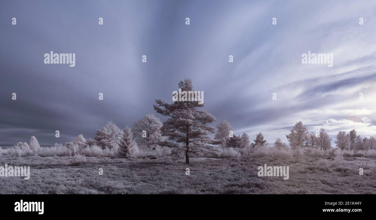 infrared photography - ir photo of landscape with tree under sky with ...
