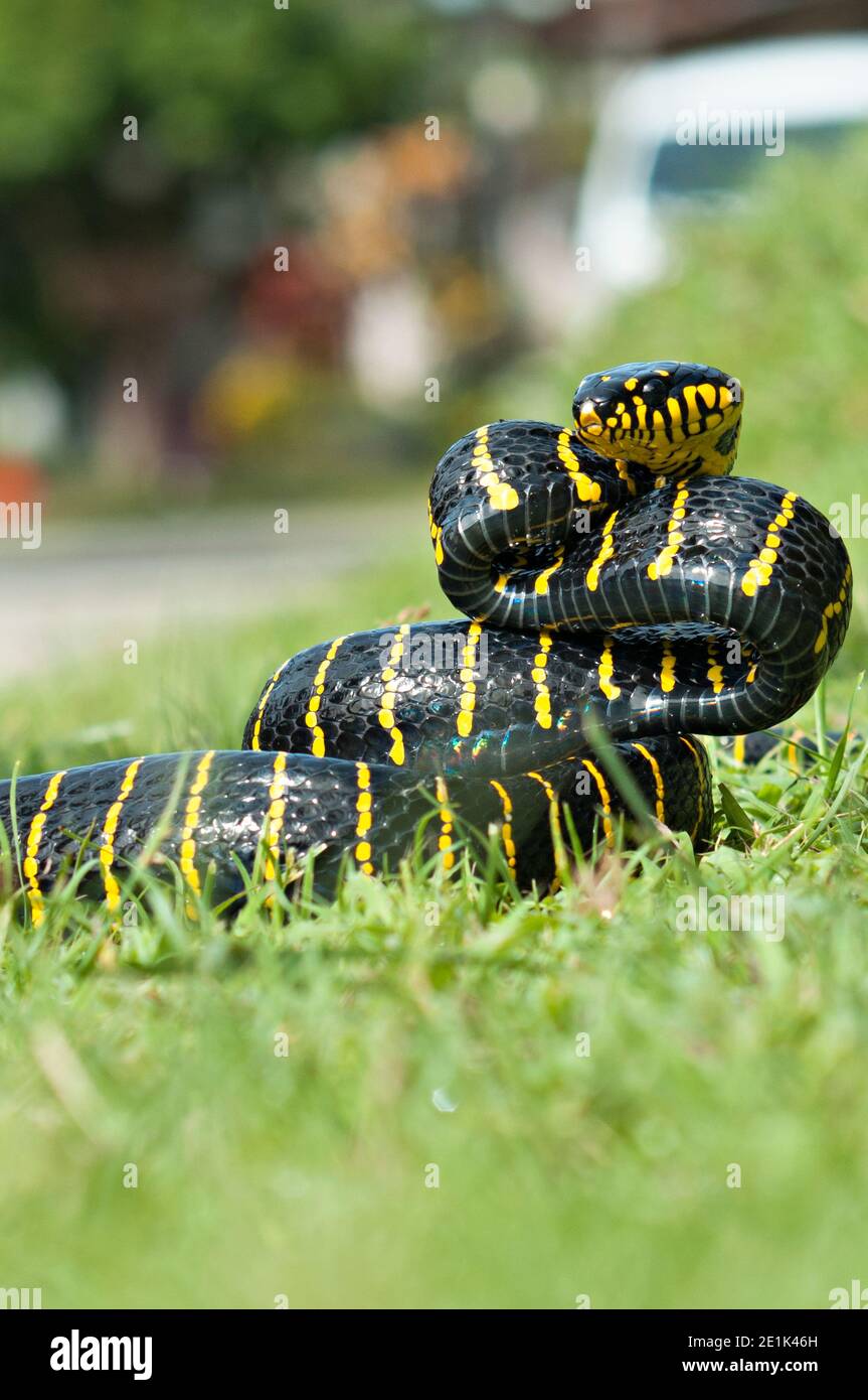 Boiga dendrophila, commonly called the mangrove snake or the gold ...