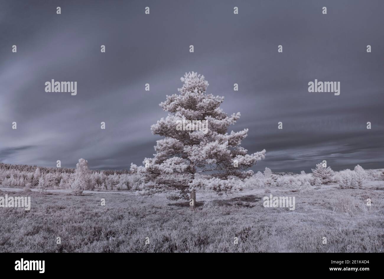 infrared photography - ir photo of landscape with tree under sky with ...