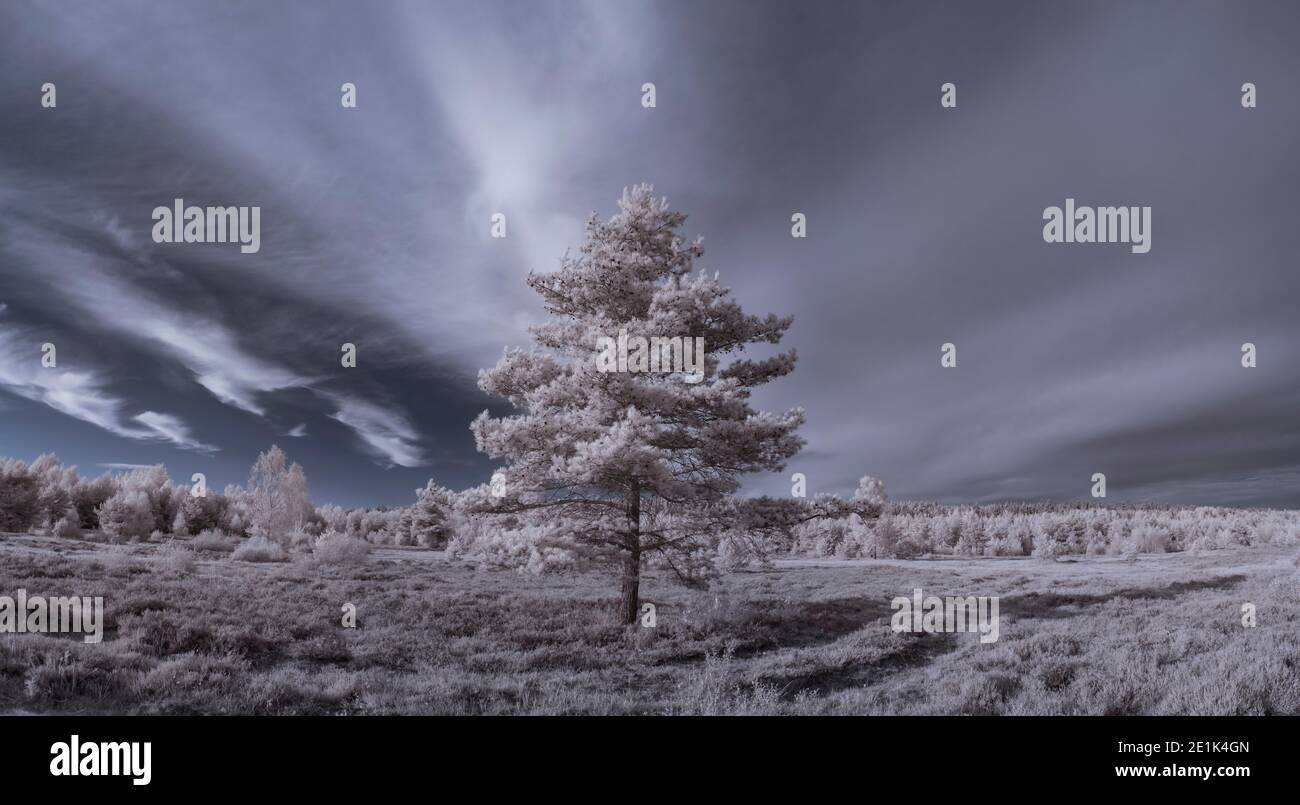 infrared photography - ir photo of landscape with tree under sky with ...