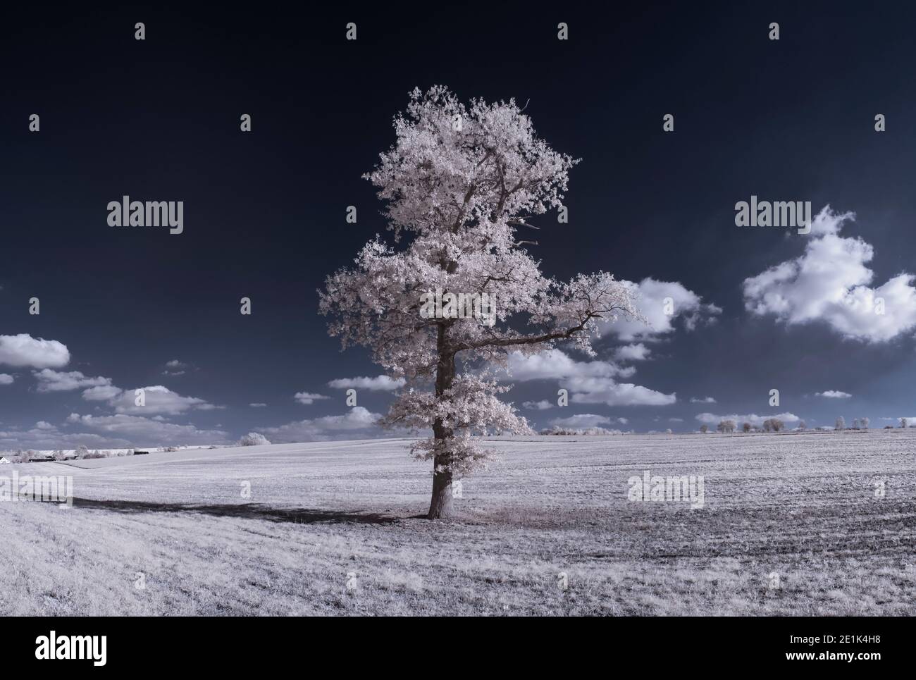 infrared photography - ir photo of landscape with tree under sky with ...