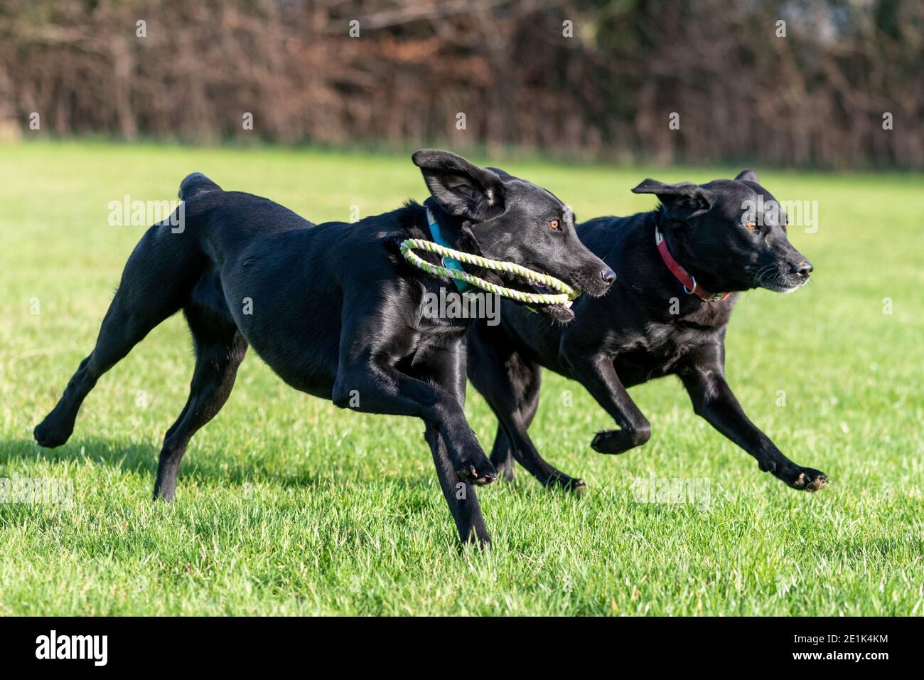 Two pedigree black Labradors playing with a dog's toy together Stock ...