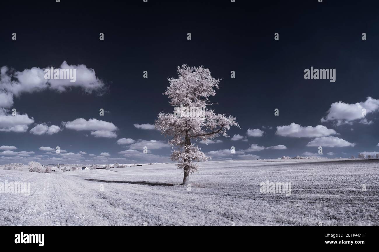 infrared photography - ir photo of landscape with tree under sky with ...