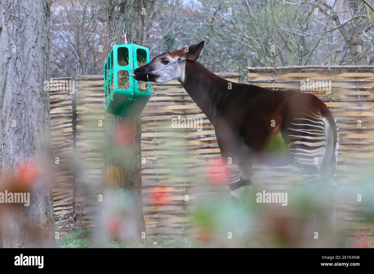 London Zoo closed in the 3rd coronavirus lockdown, in Januray 2021, UK ...