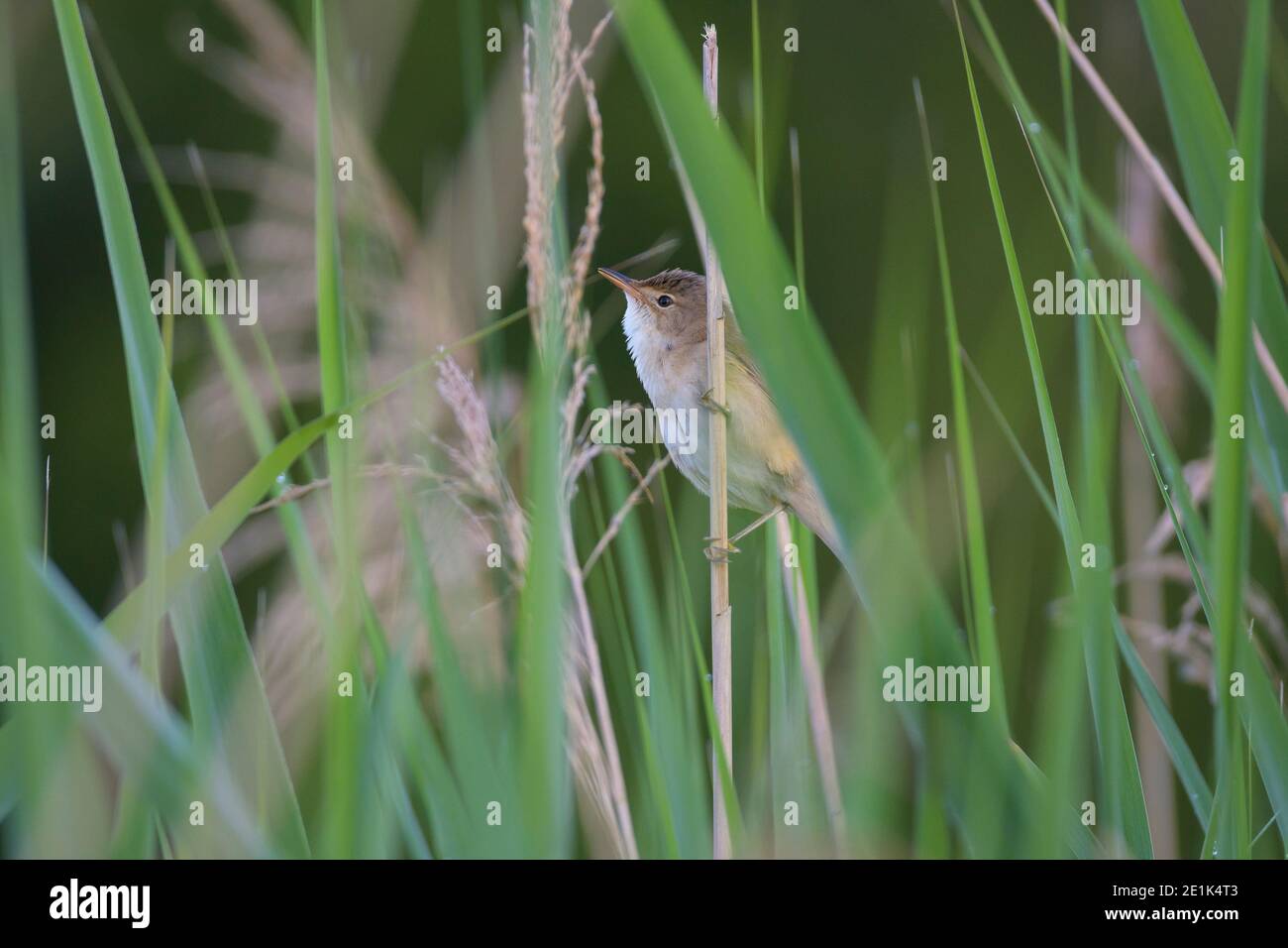 Sedge Warbler, Acrocephalus schoenobaenus Stock Photo - Alamy