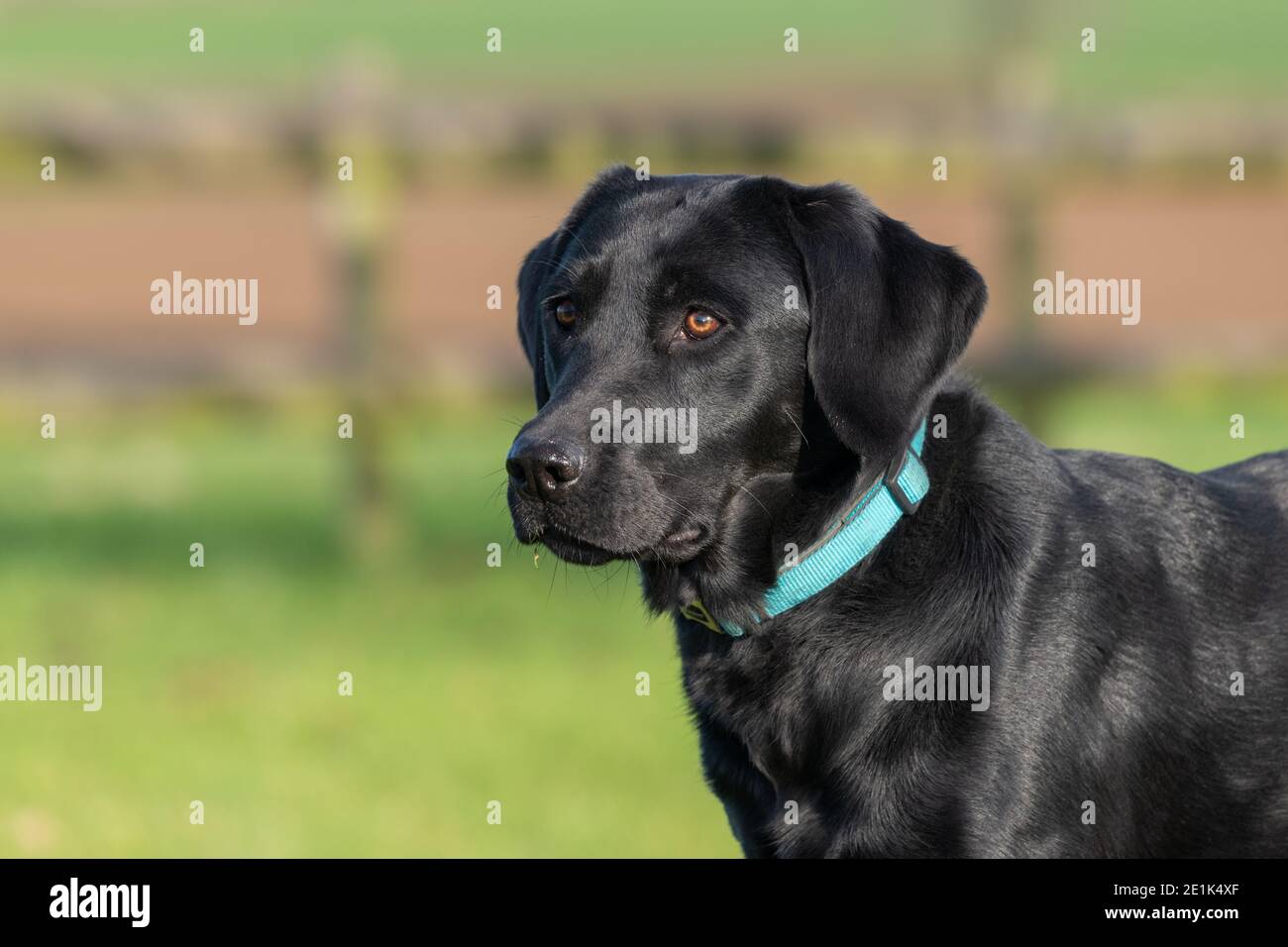 Head shot of a cute black Labrador outside in the garden Stock Photo ...