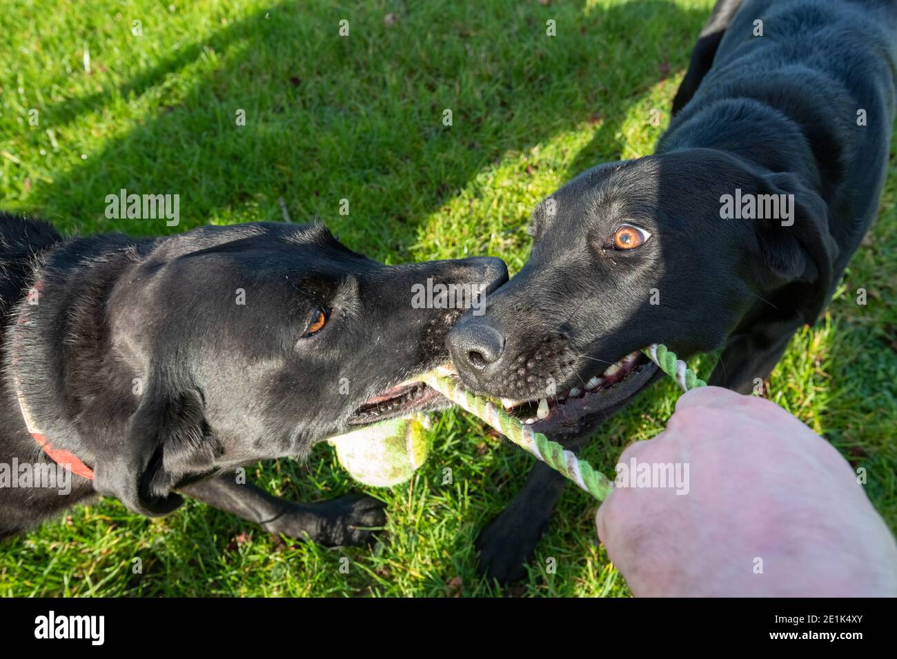 Portrait of two black Labradors playing tug of war with a dog owner ...