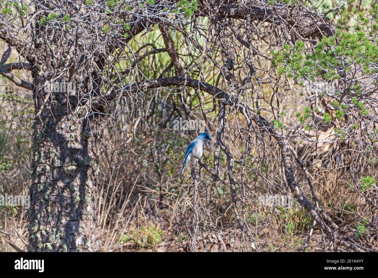 Beautiful big wild jay hi-res stock photography and images - Alamy