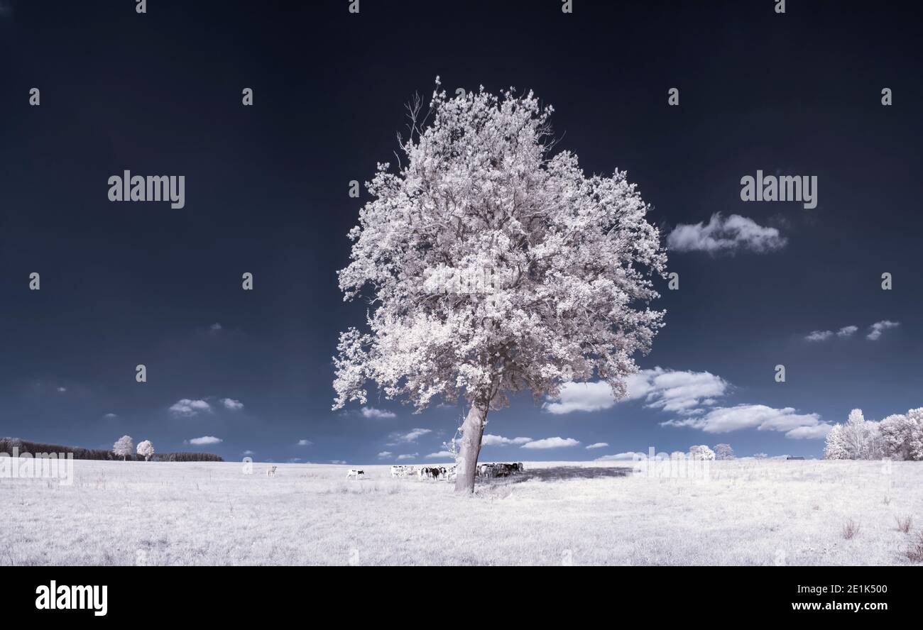 infrared photography - ir photo of landscape with tree under sky with ...