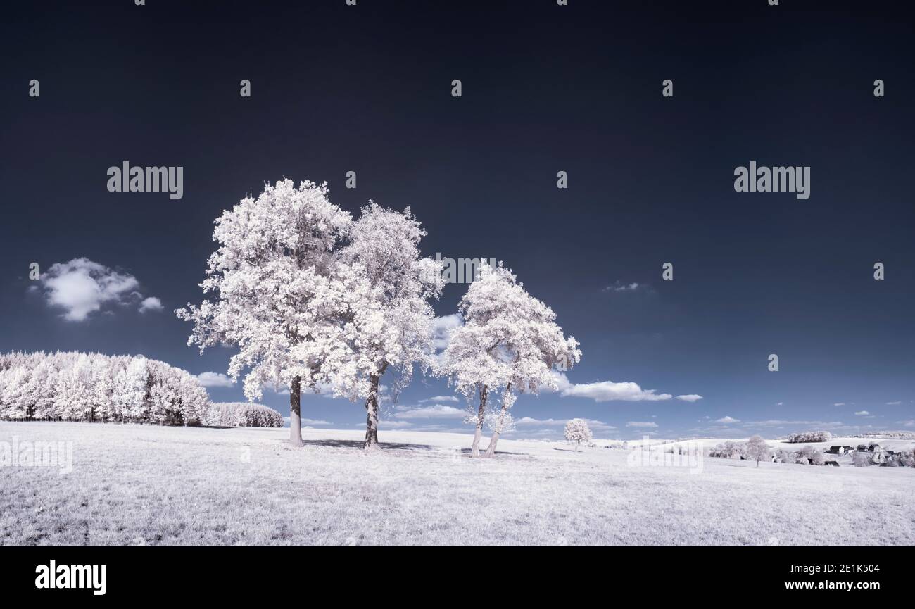 infrared photography - ir photo of landscape with tree under sky with ...