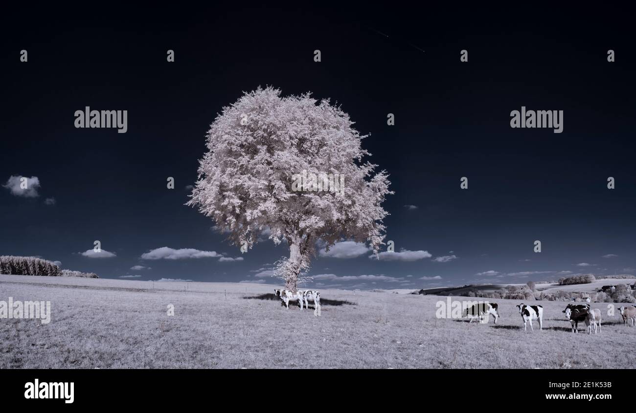infrared photography - ir photo of landscape with tree under sky with ...