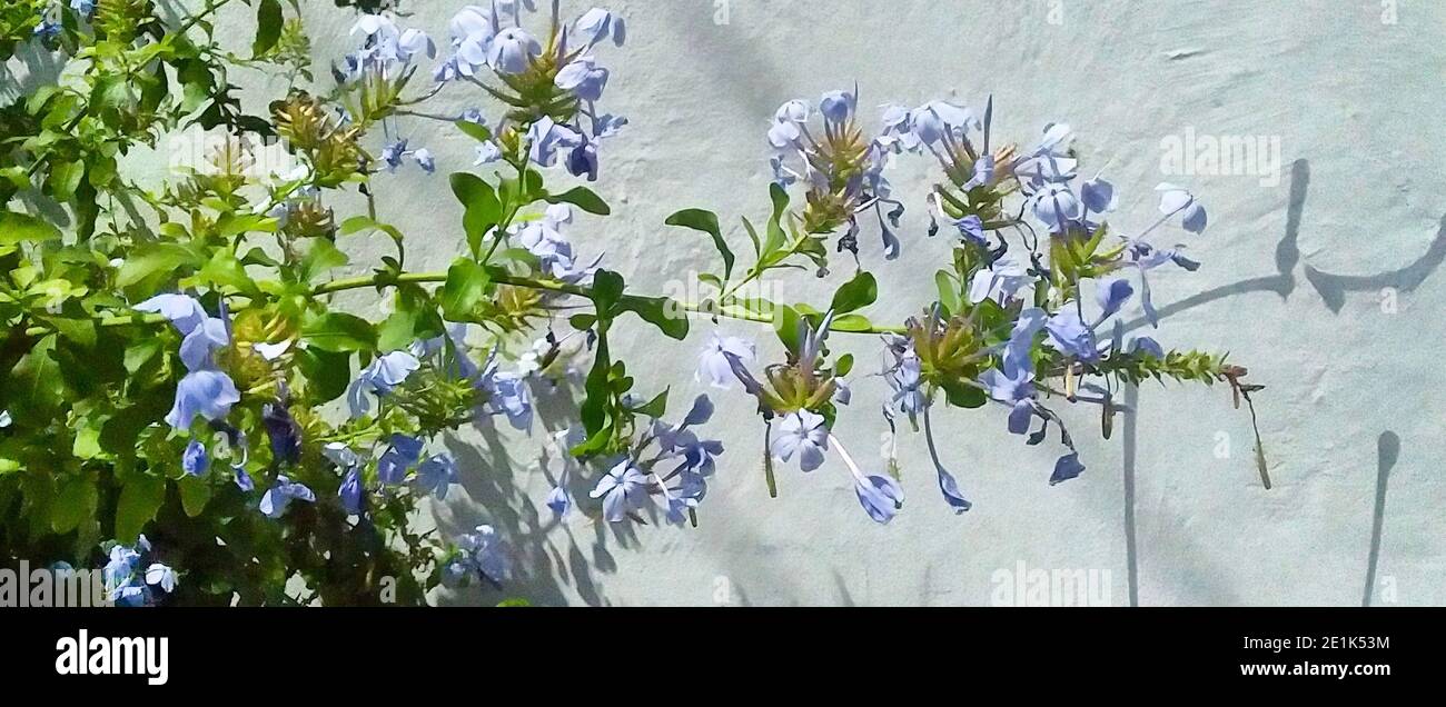 Bela-Emília (Plumbago auriculata) Blue flowers Stock Photo - Alamy