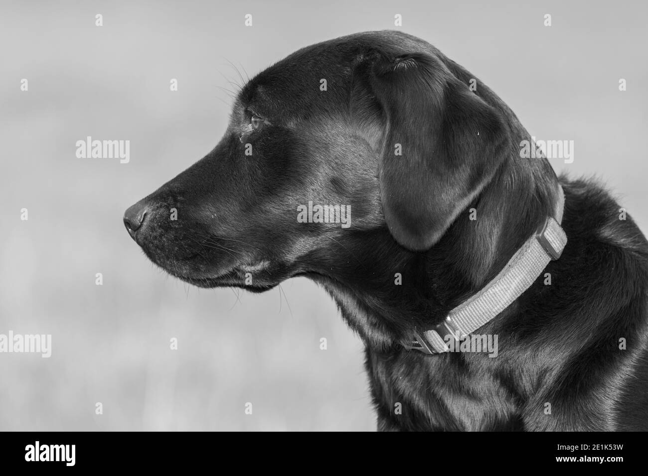 Labrador side view Black and White Stock Photos & Images - Alamy
