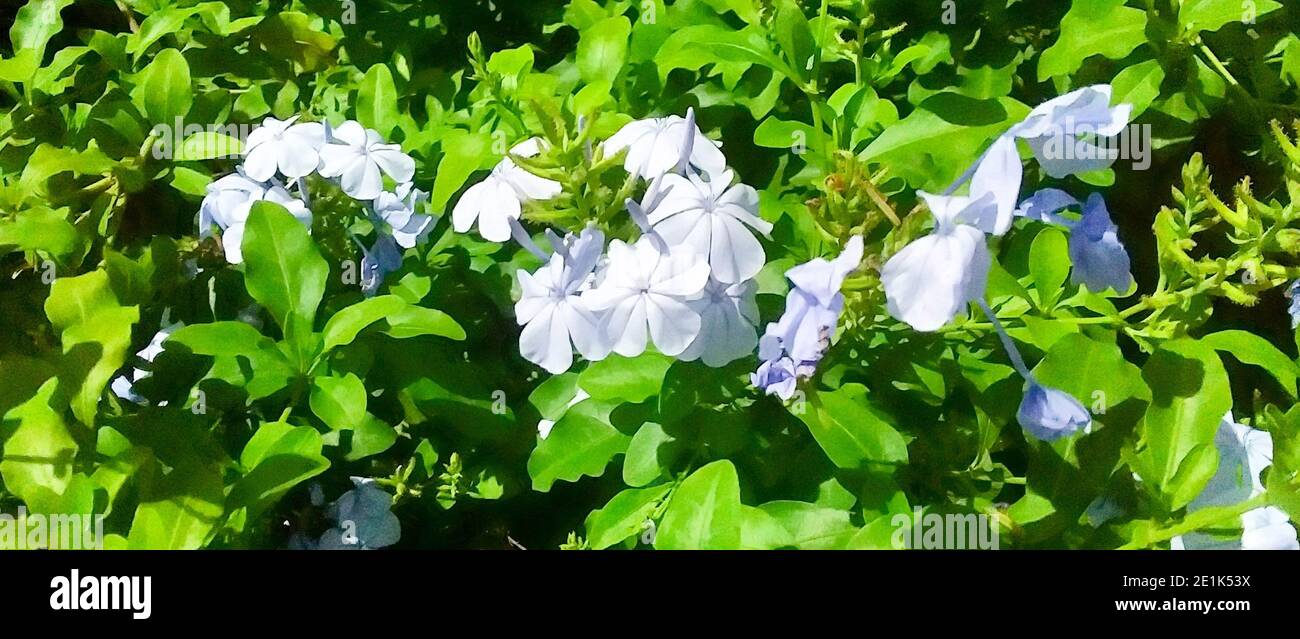 Bela-Emília (Plumbago auriculata) Blue flowers Stock Photo - Alamy