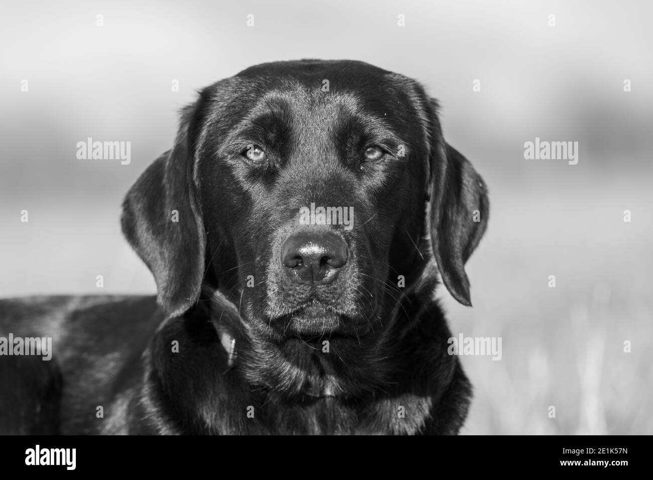 Close up portrait of a cute black Labrador looking at the camera Stock ...