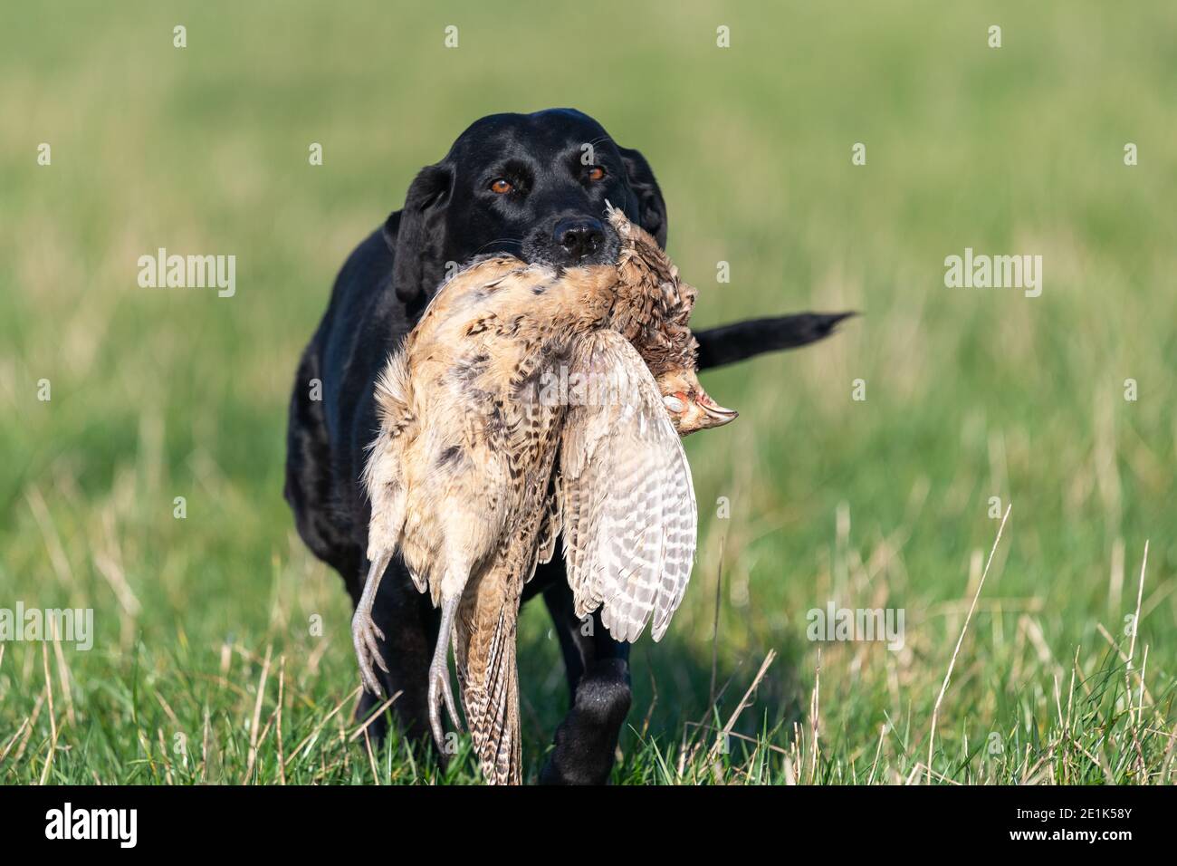 Portrait of a black Labrador retrieving a hen pheasant Stock Photo - Alamy