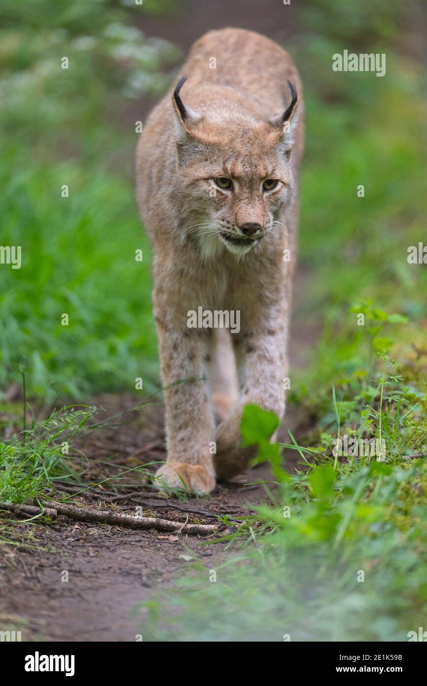 European Lynx; Lynx lynx, running Stock Photo - Alamy