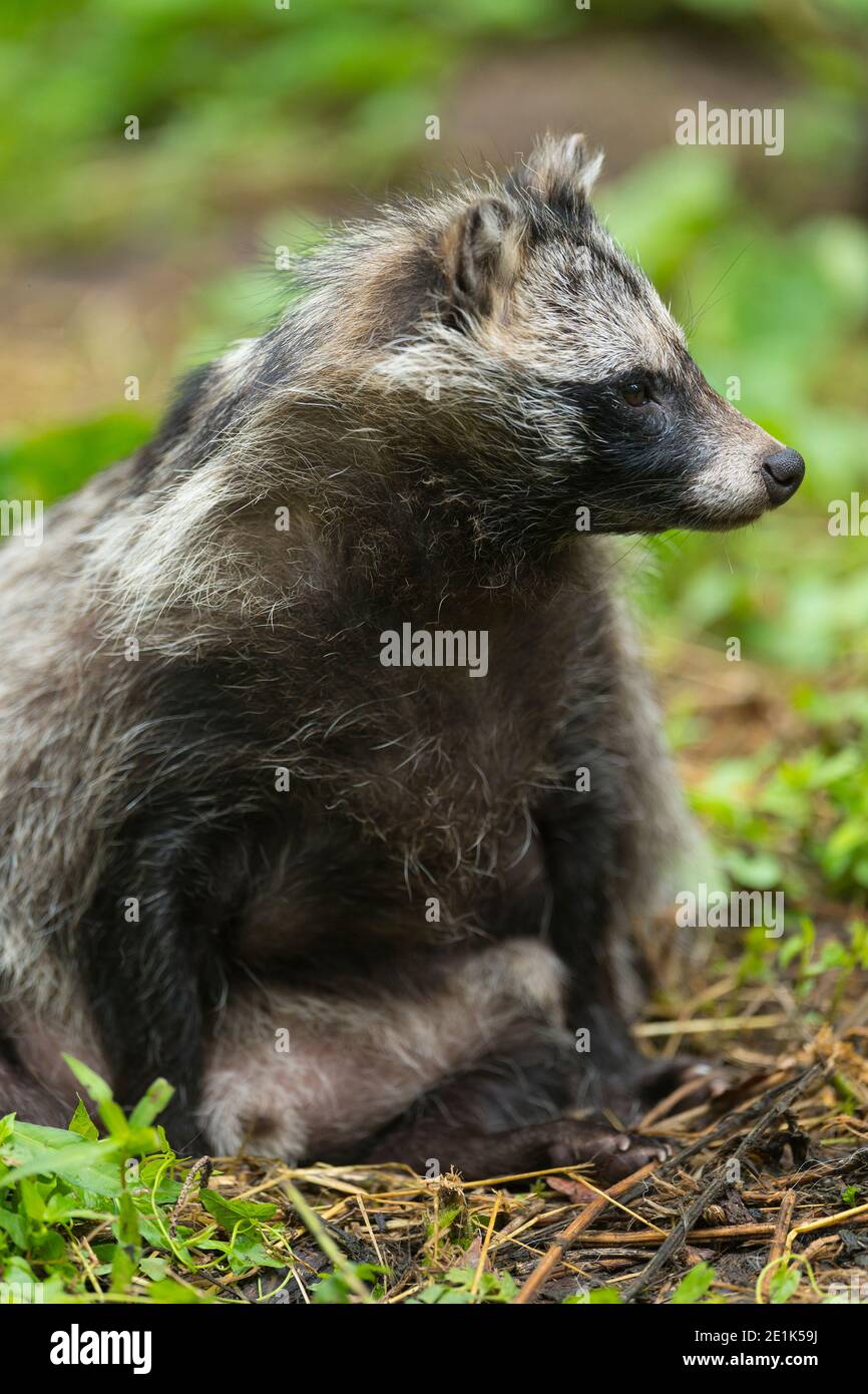 Raccoon dog, Nyctereutes procyonoides Stock Photo - Alamy
