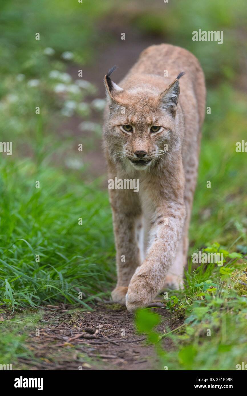 European Lynx; Lynx lynx, running Stock Photo - Alamy