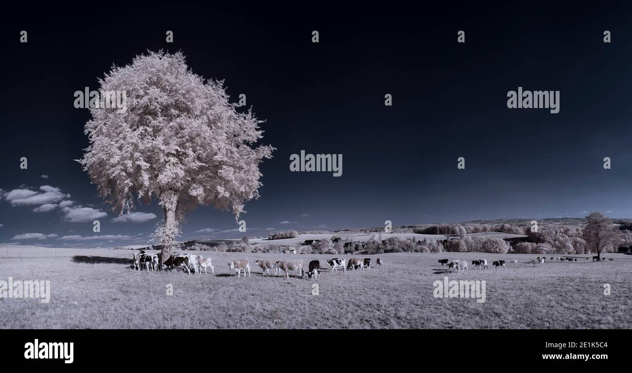 infrared photography - ir photo of landscape with tree under sky with ...