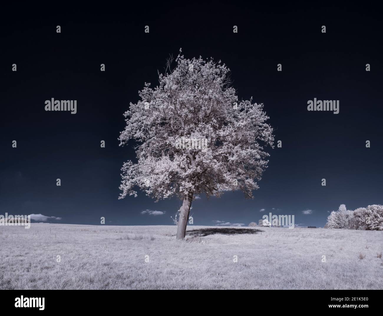 infrared photography - ir photo of landscape with tree under sky with ...