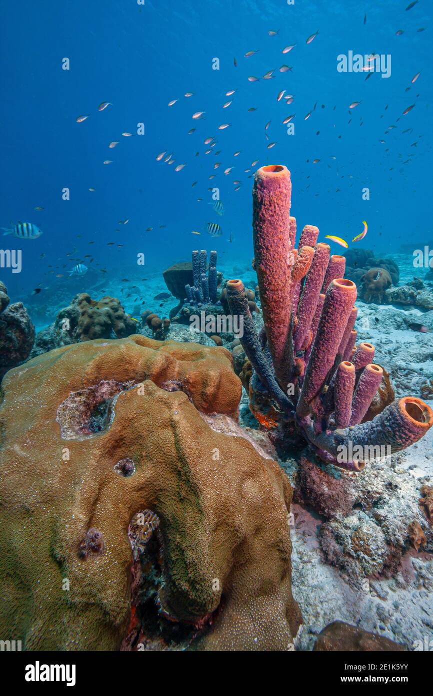 Stove pipe sponges hi-res stock photography and images - Alamy