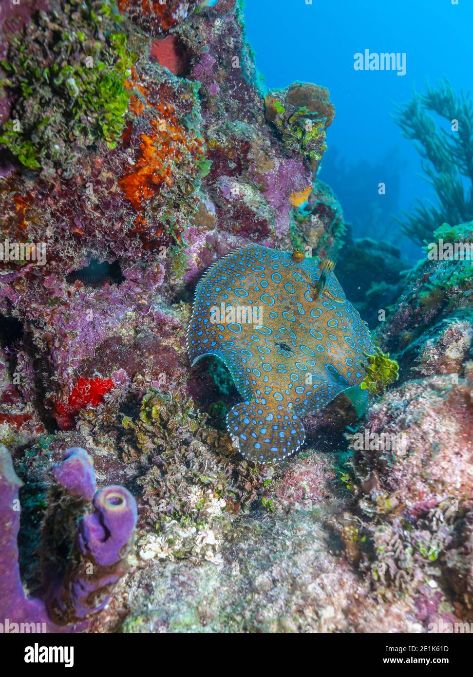 peacock flounder,Bothus mancus, also known as the flowery flounder, is ...