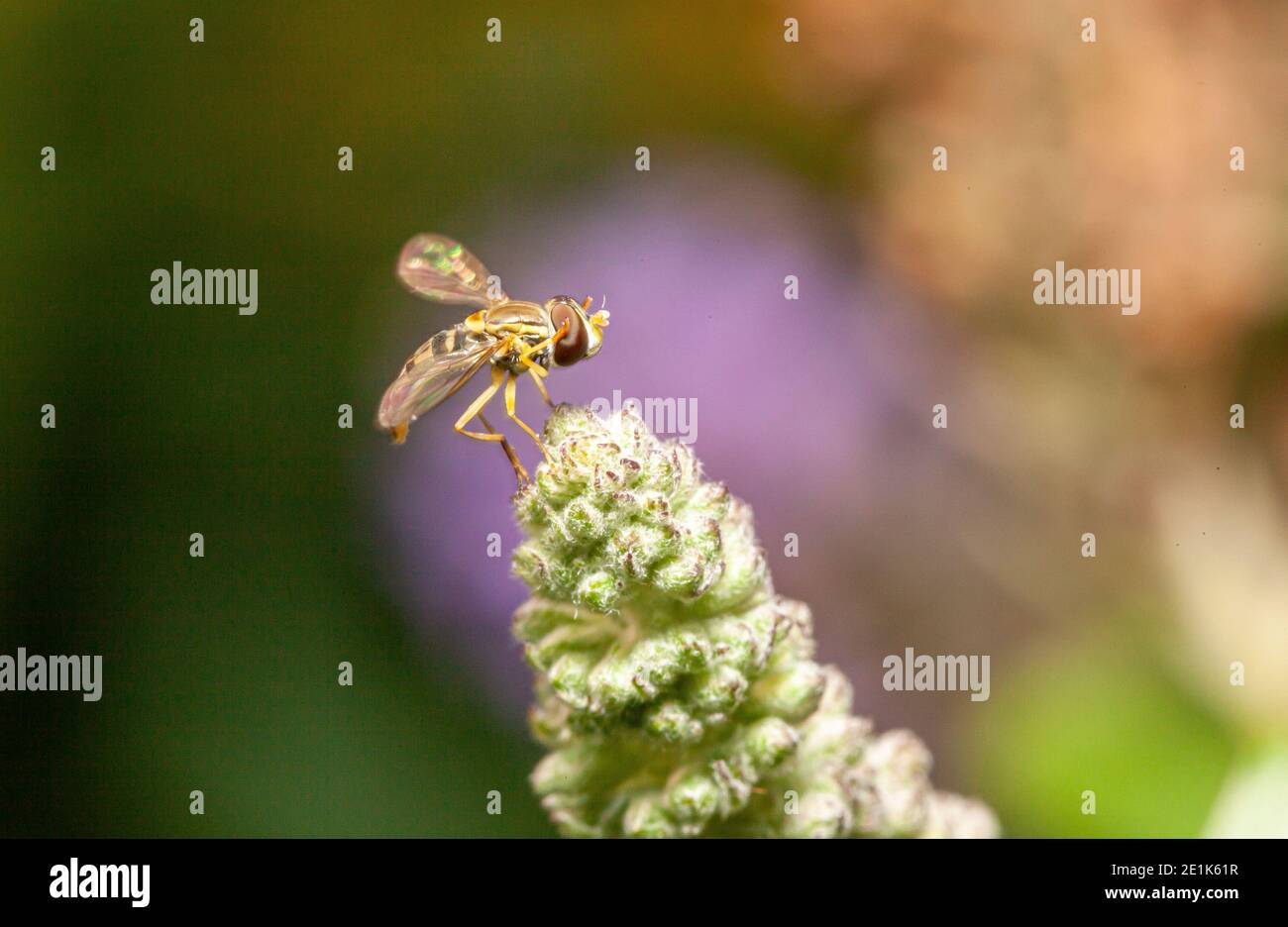 Syrphidaefly hi-res stock photography and images - Alamy