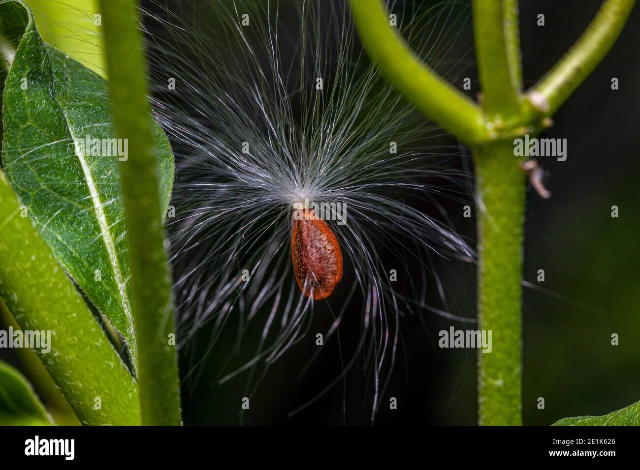 A dispersal vector is an agent of biological dispersal that moves a ...