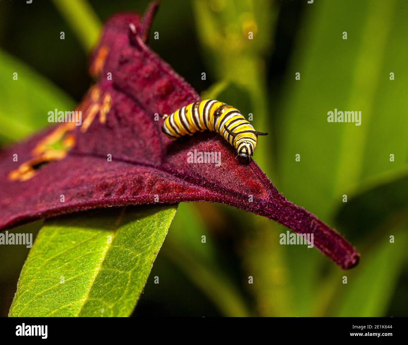 Members of the order lepidoptera hi-res stock photography and images ...
