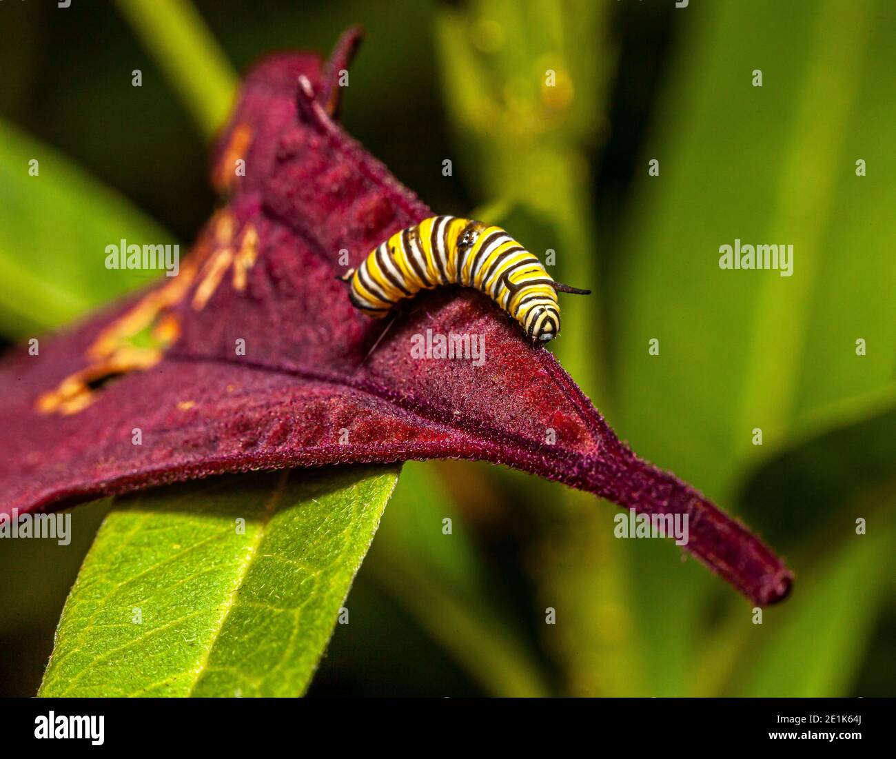 Members of the order lepidoptera hi-res stock photography and images ...