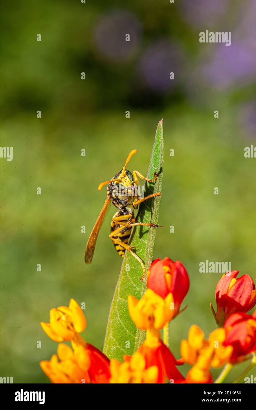 Yellowjacket or yellow jacket is the common name in North America for ...