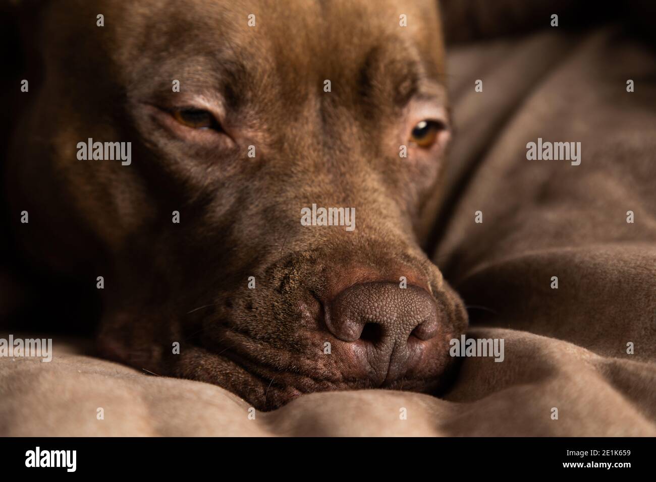 chocolate pit bull with a sad look close-up Stock Photo - Alamy