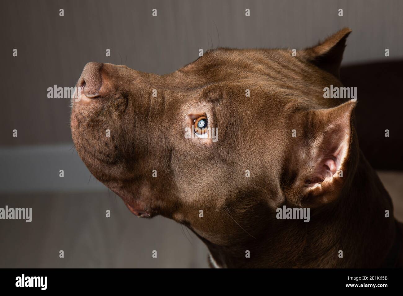 chocolate pit bull with a sad look close-up Stock Photo - Alamy