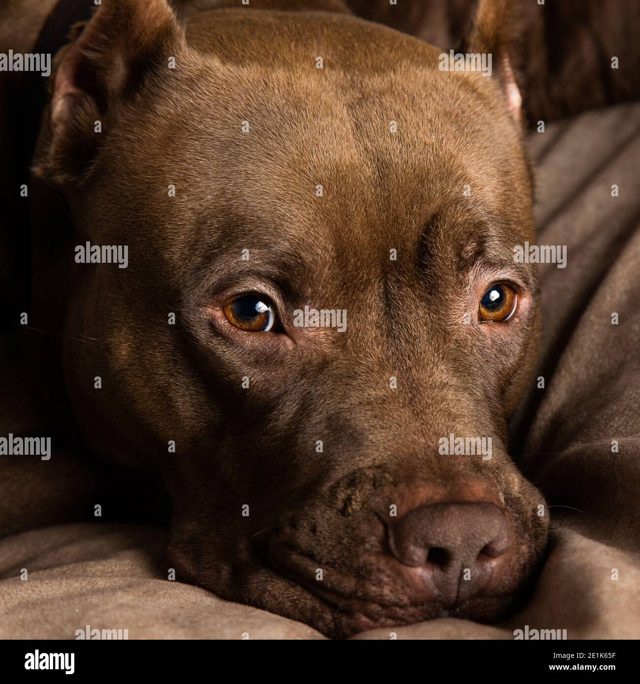 Leathery look hi-res stock photography and images - Alamy