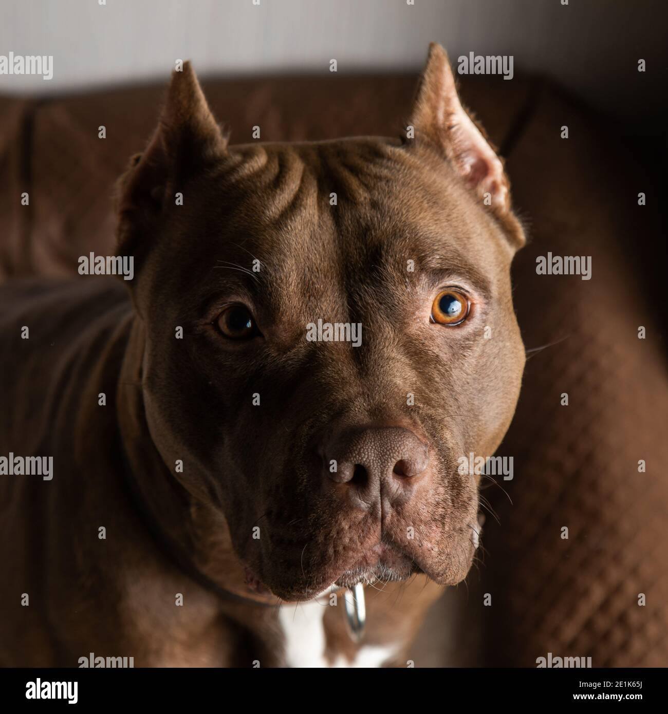 chocolate pit bull with a sad look close-up Stock Photo - Alamy