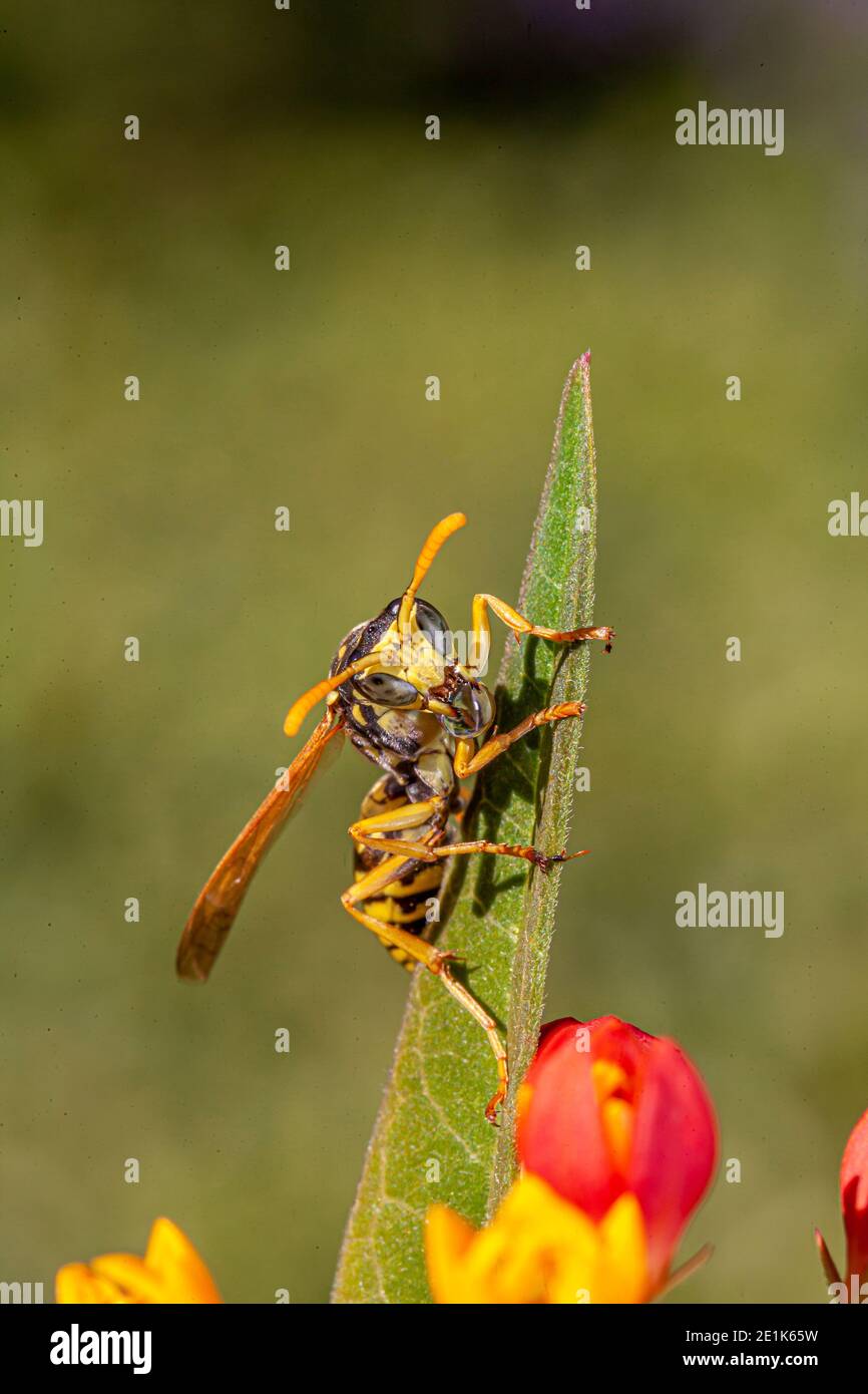 Yellowjacket or yellow jacket is the common name in North America for ...
