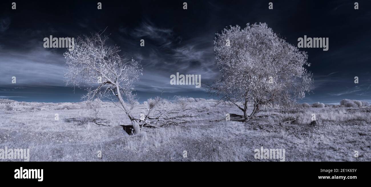 infrared photography - ir photo of landscape with tree under sky with ...