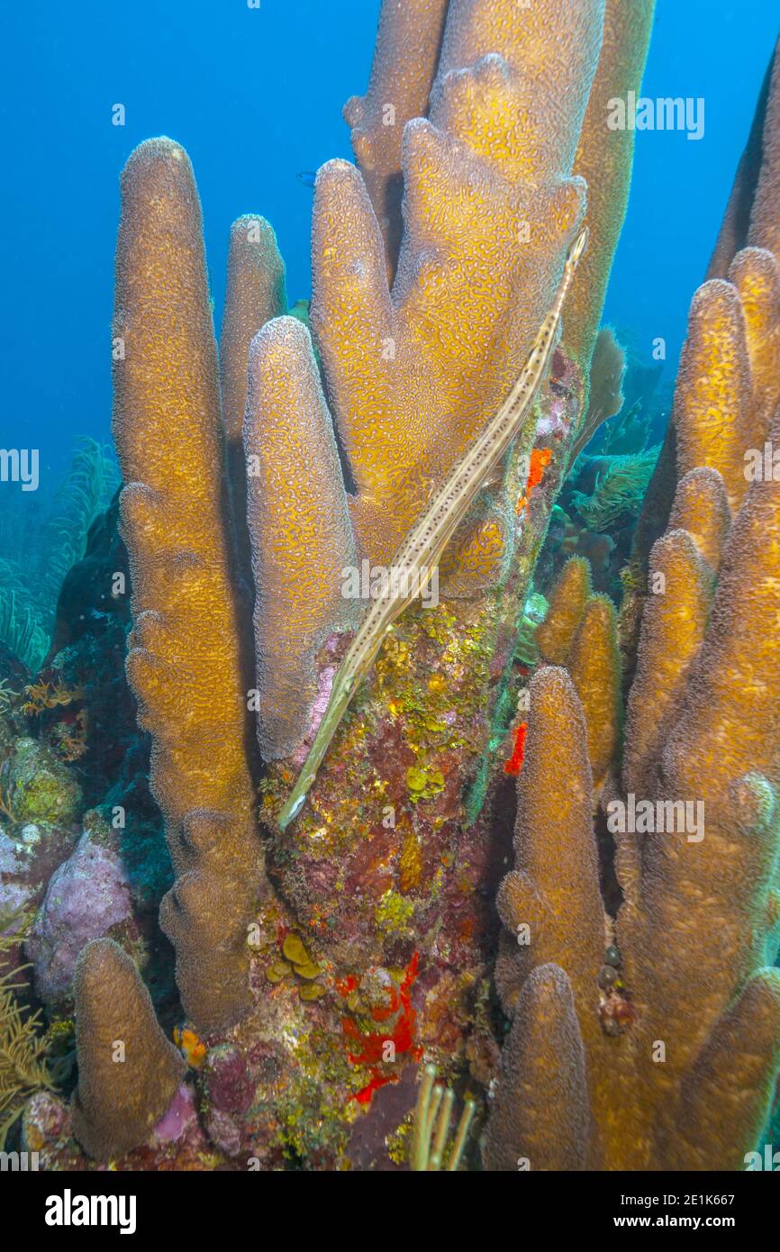 Pillar coral,Dendrogyra cylindrus,is a hard coral order Scleractinia ...