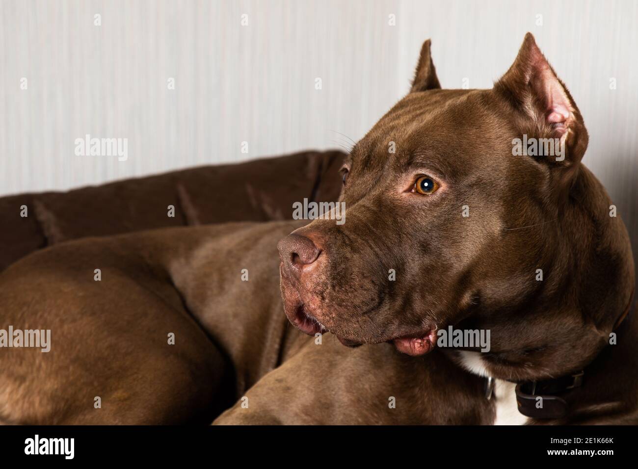 chocolate pit bull with a sad look close-up Stock Photo - Alamy